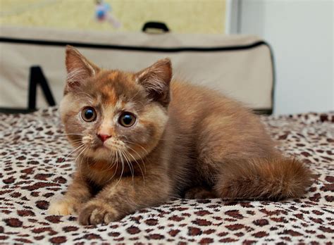 Available For Sale Caprice From Valtera Cinnamon Tortoiseshell Female