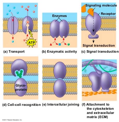 Chapter Membrane Structure And Function Flashcards Quizlet