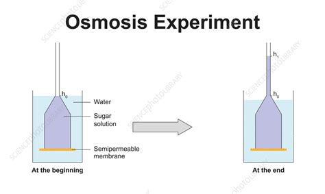 Osmosis Experiment Illustration Stock Image F037 4565 Science