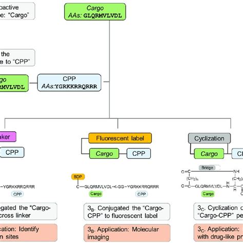Schematic Diagram Of Converting A Bioactive Linear Peptide Sequence Download Scientific Diagram