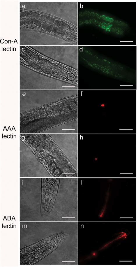 Lectin Staining Of N2 E Pmr 1 Mutant Worms Nematodes Were Stained With Download Scientific