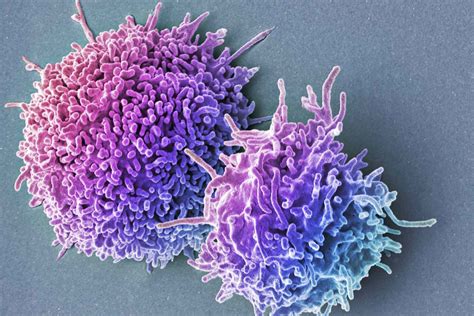 18 Unbelievable Facts About T Lymphocytes