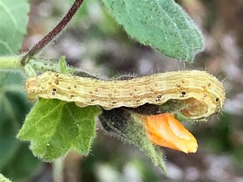 Caterpillar BugGuide Net