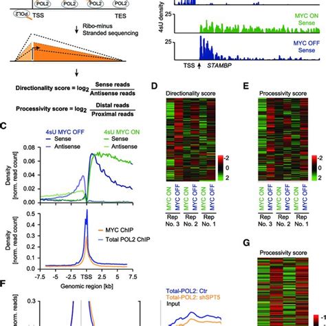Martin Eilers University Of Wuerzburg Würzburg Jmu Department Of Biochemistry And