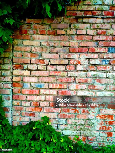 가장자리를 따라 녹색 홉으로 자란 오래된 여러 가지 빛깔의 벽돌 벽의 질감 흰색과 배경 다채로운 배경에 대한 몇 가지 파란색 벽돌빨간색 벽돌 벽 거친에 대한 스톡 사진 및