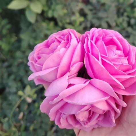 رهام الريامي Youtube