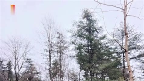 从复绿到护绿 他扎根一线34年守护一方山林丨视频凤凰网视频凤凰网
