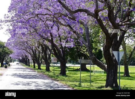 The Famous Jacaranda Trees Of Grafton In Their Glorious Mantle Of