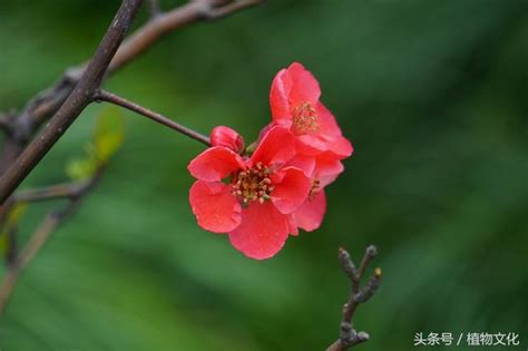 紅紅火火的貼梗海棠 每日頭條