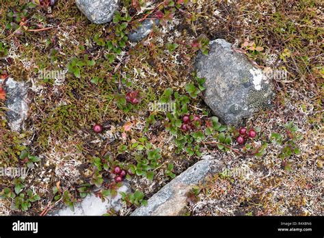 Alpine Bearberry Arctostaphylos Alpinus In A Montane Heath In