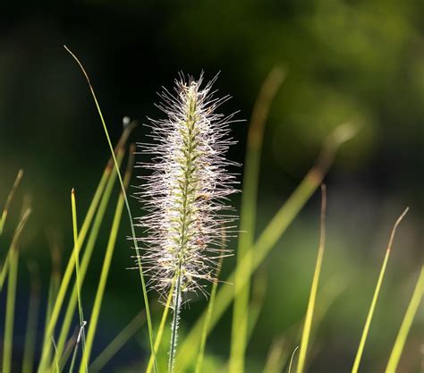 Blade Of Grass Nature Free Photo On Pixabay Pixabay