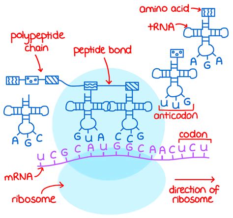 Translation And Rnai Genes To Proteins Ep 3 Zoë Huggett Tutorials