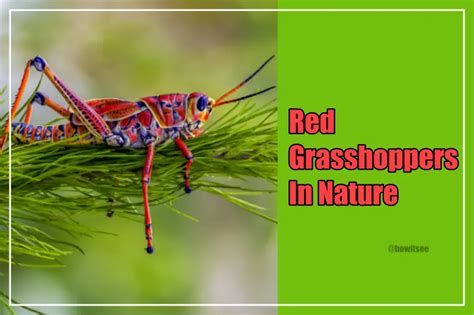 8 Striking Red Grasshoppers In Nature With Identification And Pictures