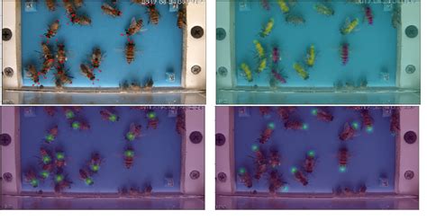 Figure 2 From Honeybee Detection And Pose Estimation Using