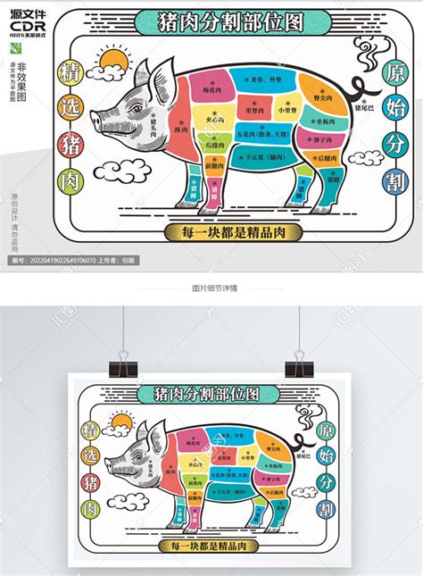 猪的部位图 猪肉部位图 猪肉分布图 猪肉分解图 猪肉分割图 猪肉介绍 分割猪肉 猪肉分布示意图 猪肉分割部位图 猪肉部位分割图 肉类分割图 整