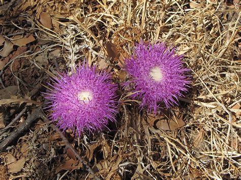 Taxonomy Asteraceae