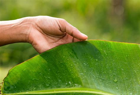 Empowering Growers Against Banana Panama Disease Tropic