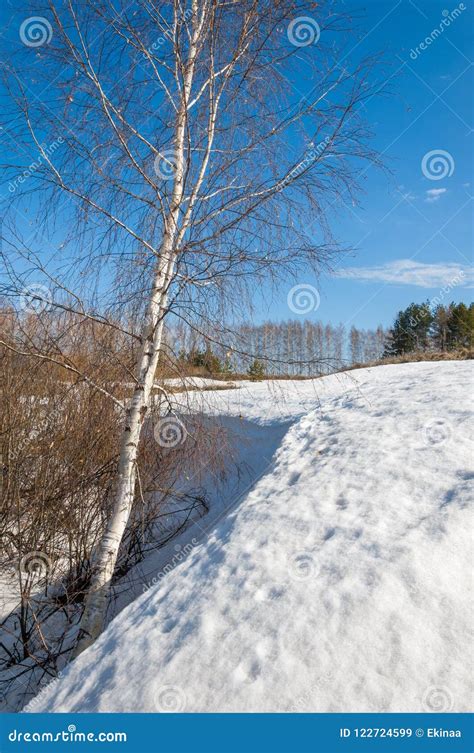 Spring In The Forest The Grass Withered The Last Snow Warm Sp Stock