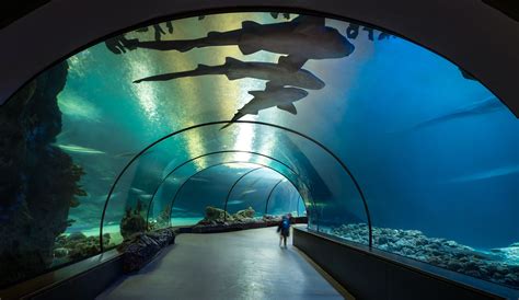 Sealand León El acuario del Bajío se transforma en un extraordin