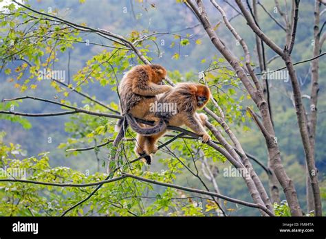 Golden Snub Nosed Monkey China Hi Res Stock Photography And Images Alamy