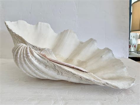 Natural Clam Shell At 1stdibs