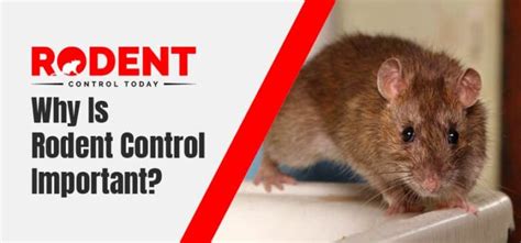 How To Control Rats And Mice