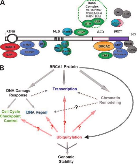 Brca1 Is Implicated In Multiple Cellular Functions Based On Its