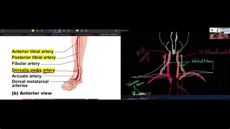 Chapter 19 Cardiovascular System Blood Vessels Part 2 A YouTube