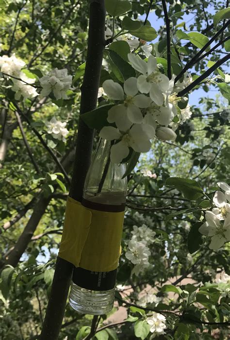 I Have Two Apple Trees One Make Tons Of Flowers The Other Only Makes