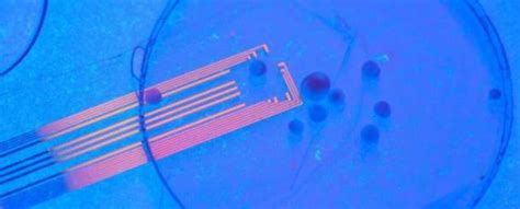 Human Mini Brains Implanted In Mice Respond To Light In Scientific