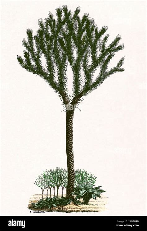 Lepidodendron Sternbergii Extinct Tree Artwork This Plant Dates From The Carboniferous Period