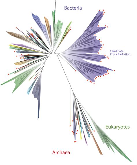 Scientists Unveil The Most Comprehensive Genomic Tree Of Life UT Austin News The University