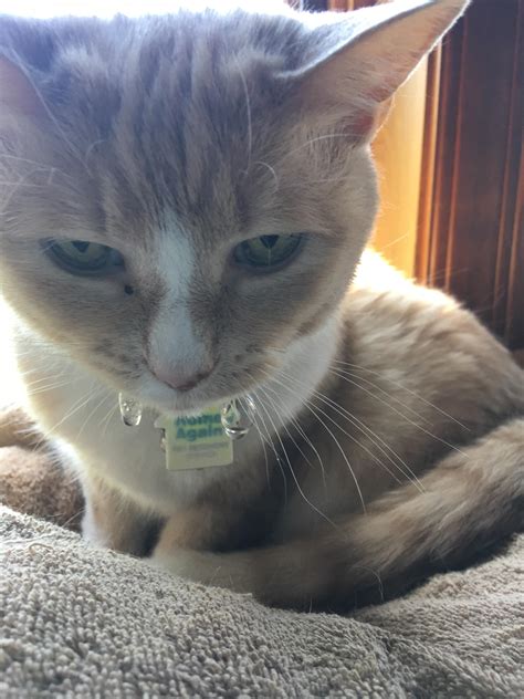 Drooling Cat Scrolller