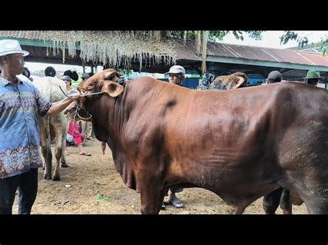 14 Juta Limousin Calon Jumbo Harga Murah Harga Turun Pasar