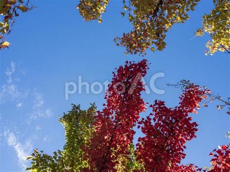 青空と紅葉と黄葉 No 25159244｜写真素材なら「写真ac」無料（フリー）ダウンロードok