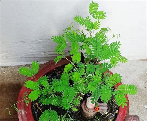 Shami Tree A Symbol Of Good Luck And Prosperity Shami Tree Bonsai
