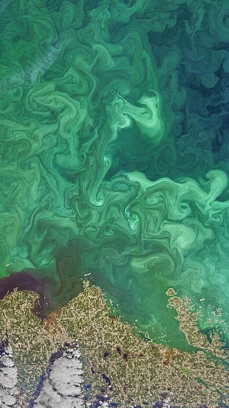 Earth Wallpaper Baltic Sea Phytoplankton Bloom In The South Of