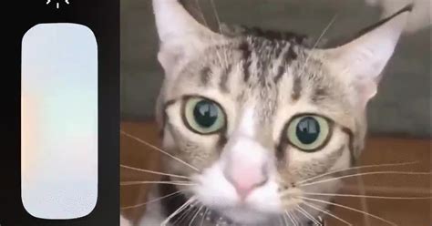 ¡vaya  Es Una Pasada Ver Cómo Las Pupilas De Los Gatos Se Expanden