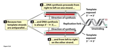 Genetics Chapter 12 Flashcards Quizlet