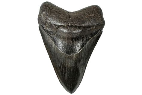 Serrated 5 58 Fossil Megalodon Tooth Collector Quality 310394