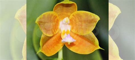 Phal Lds Bear King Rh 3 купить в Нижнем Новгороде Товары для дома и