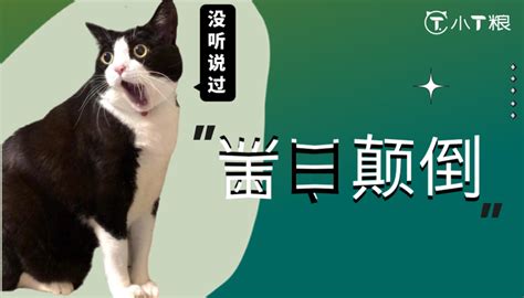 上白下黑的小猫咪，你见过没？ 知乎