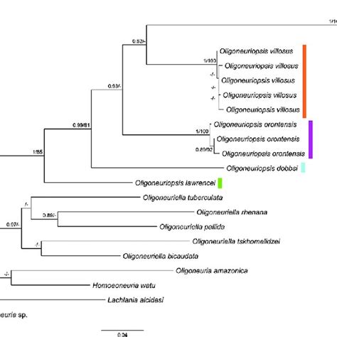 a phylogenetic reconstruction based on maximum likelihood and bayesian