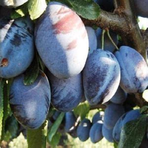 Купить Сливу Блюфри Цена, фото, описание, отзывы. Курьерская доставка в ...