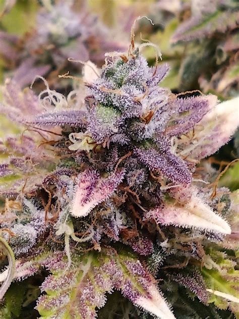 Green Crack Automatic Rhomegrowdeutschland
