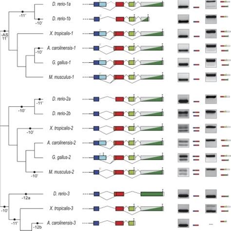 Evolution Of Intronexon Structures And Alternative Splicing Of The 3 Download Scientific