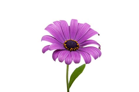 아름다운 보라색 골다스퍼또는 아프리카 데이지 핑크 꽃 고립 에 흰색 계절에 대한 스톡 사진 및 기타 이미지 계절 꽃 나무