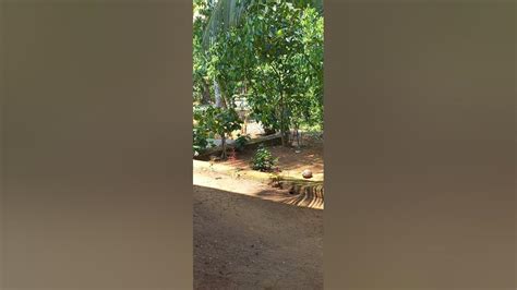 පැටියට ඉගිලෙන්න කියලා දෙන කහ කුරුලු අම්මයි තාත්තයි හොදටම බැලුවොත් තමයි පේන්නේ 🧚🧚 Youtube