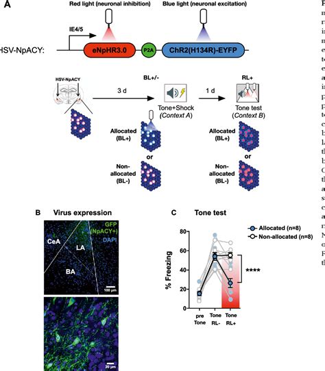 Figure 1 From Opto Extinction Of A Threat Memory In Mice Semantic Scholar