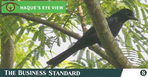 Racket Tailed Drongo My Birds Tails A Tail Indeed The Business